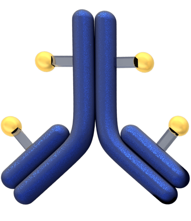 MOA of PADCEV® (enfortumab vedotin-ejfv)