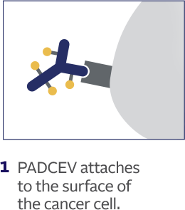 PADCEV® (enfortumab vedotin-ejfv) | About PADCEV