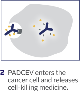 PADCEV® (enfortumab vedotin-ejfv) | About PADCEV