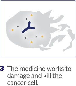 PADCEV® (enfortumab vedotin-ejfv) | About PADCEV