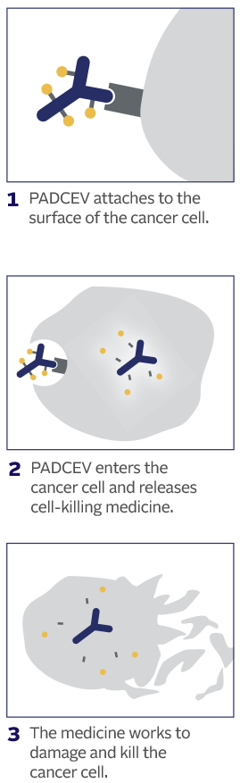 PADCEV® (enfortumab vedotin-ejfv) | About PADCEV