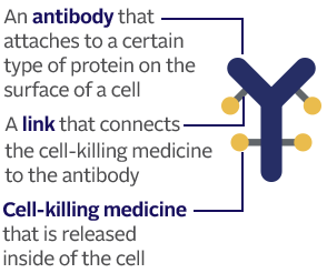 PADCEV® (enfortumab vedotin-ejfv) | About PADCEV